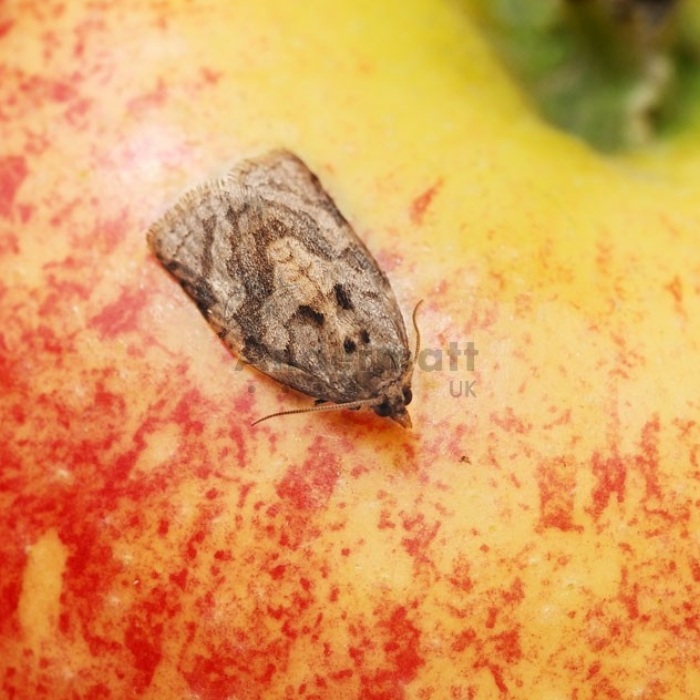 Summer Fruit Tortrix (Adoxophyes orana) Trap – Andermatt UK